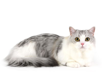 ペットモデルの「Chirol(チロル)」のページを更新しました。 | ペットモデルの動物プロダクションエムドッグス